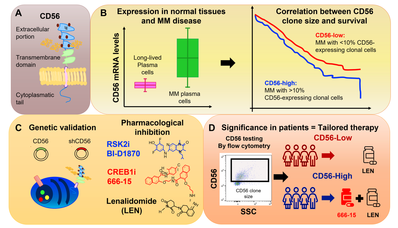 The Importance of CD56 in the Fight Against Multiple Myeloma | Oncotarget