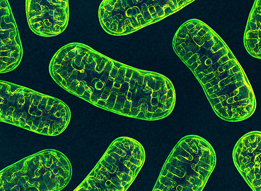 Can the Creatine Shuttle be Targeted to Fight Colorectal Cancer ...