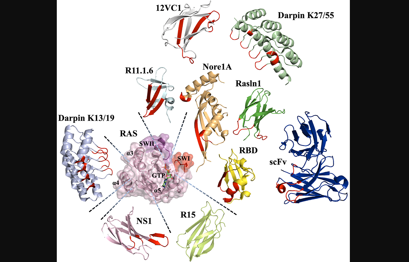 Targeting Ras in Cancer Therapies: Advances in Protein Engineering ...